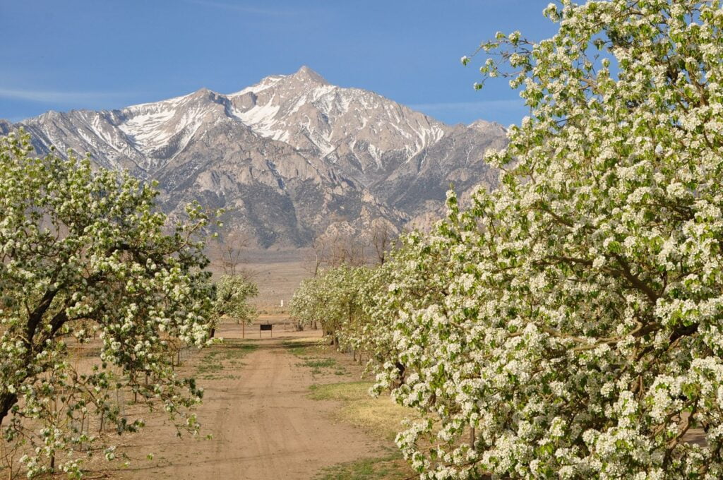 Asian pear orchard near me | Find near me now